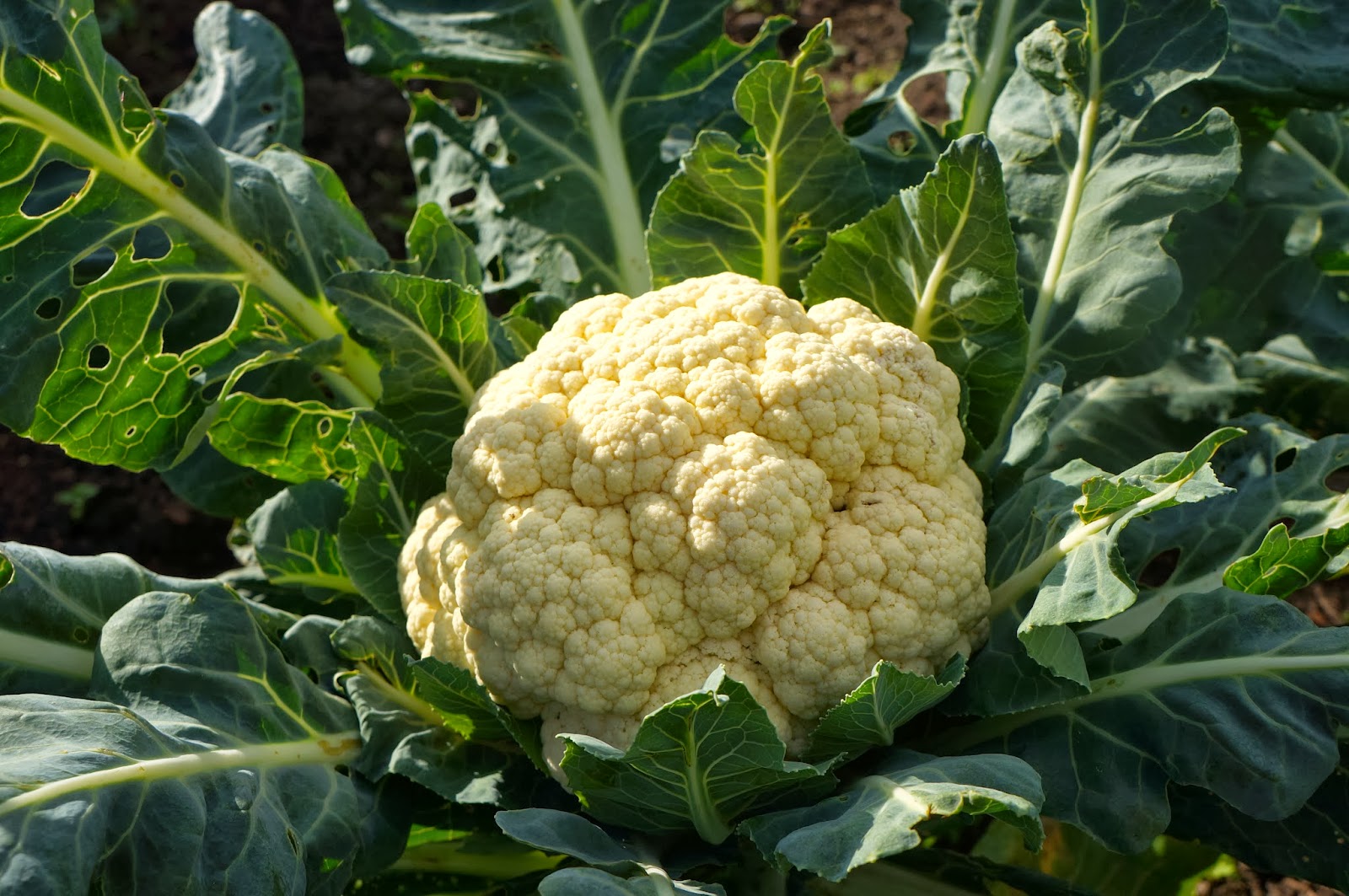 Pure me lulelaker, pjeshke e xhinxher (+7 muajsh) - pernenat.al