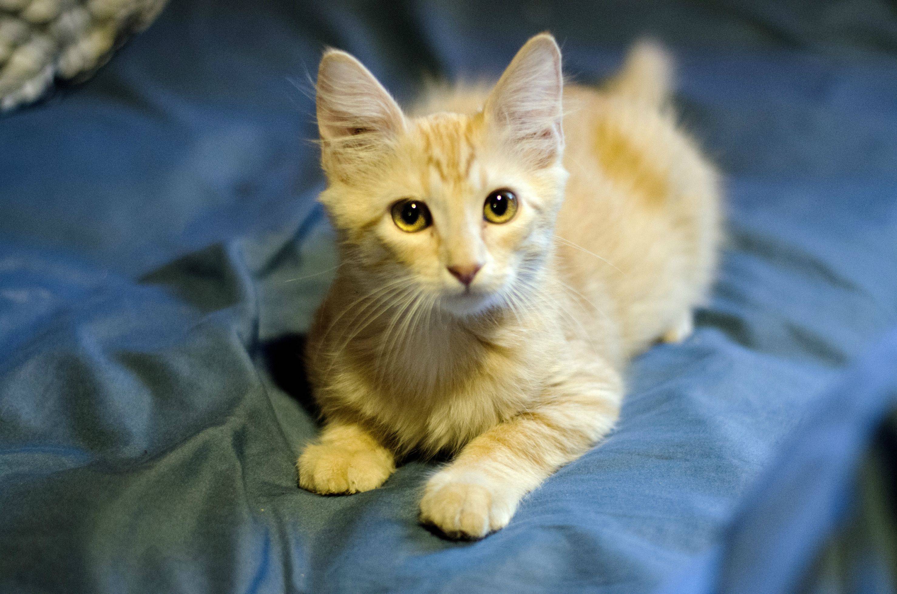 Zemërgjerësia e këtij fëmije arriti të shpëtonte macen duke ngordhur ...